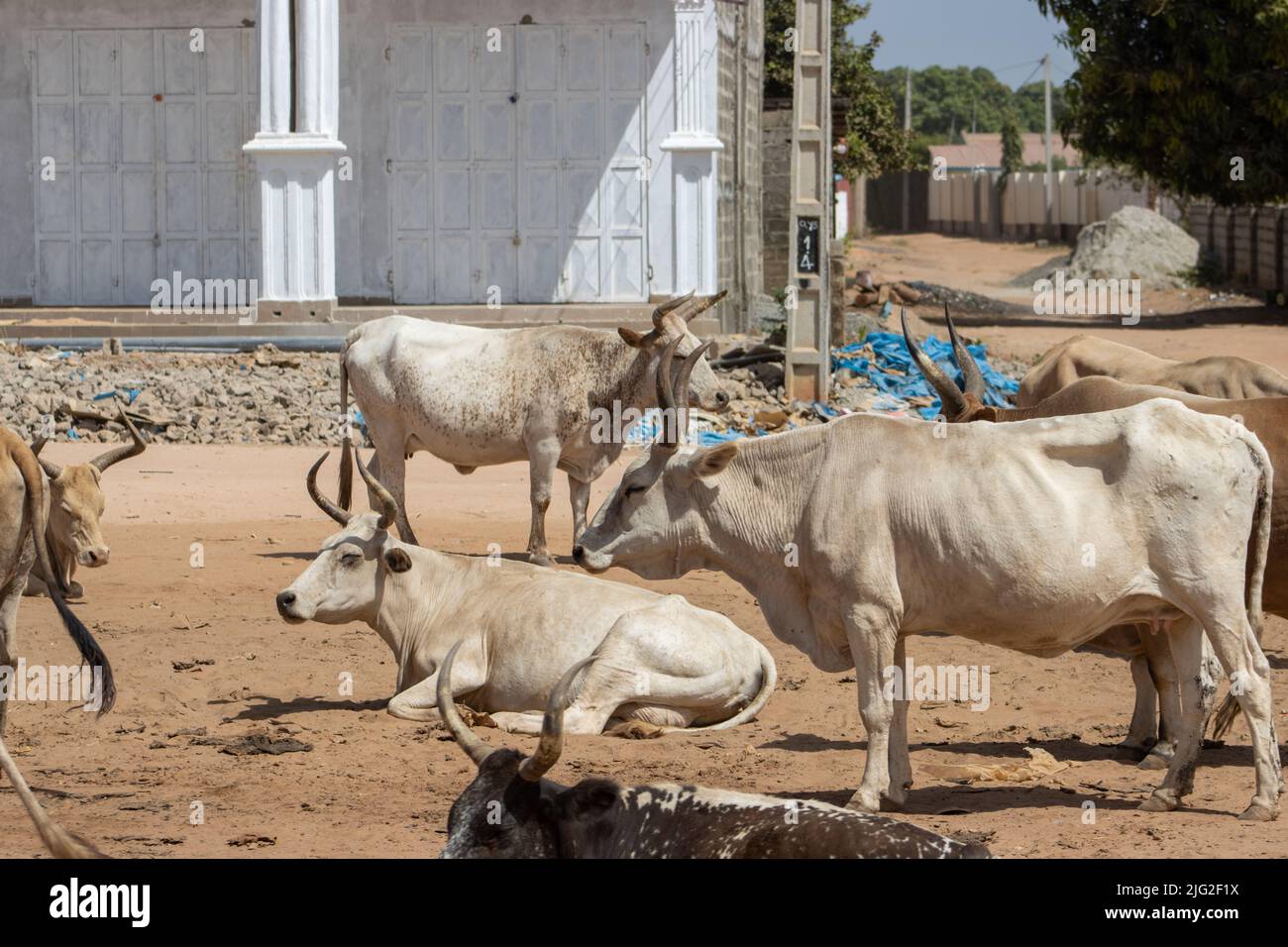 BANJUL, THE GAMBIA - FEBRUARY 8, 2022 domesticated Sanga cattle (Bos ...