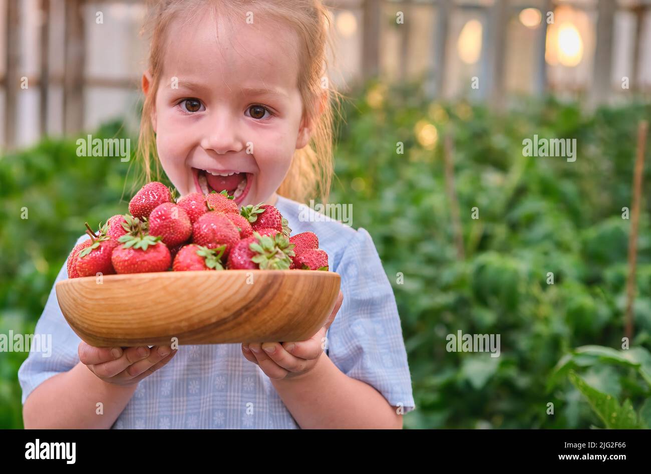 enthusiastic little girl with fresh picked strawberries on organic ...