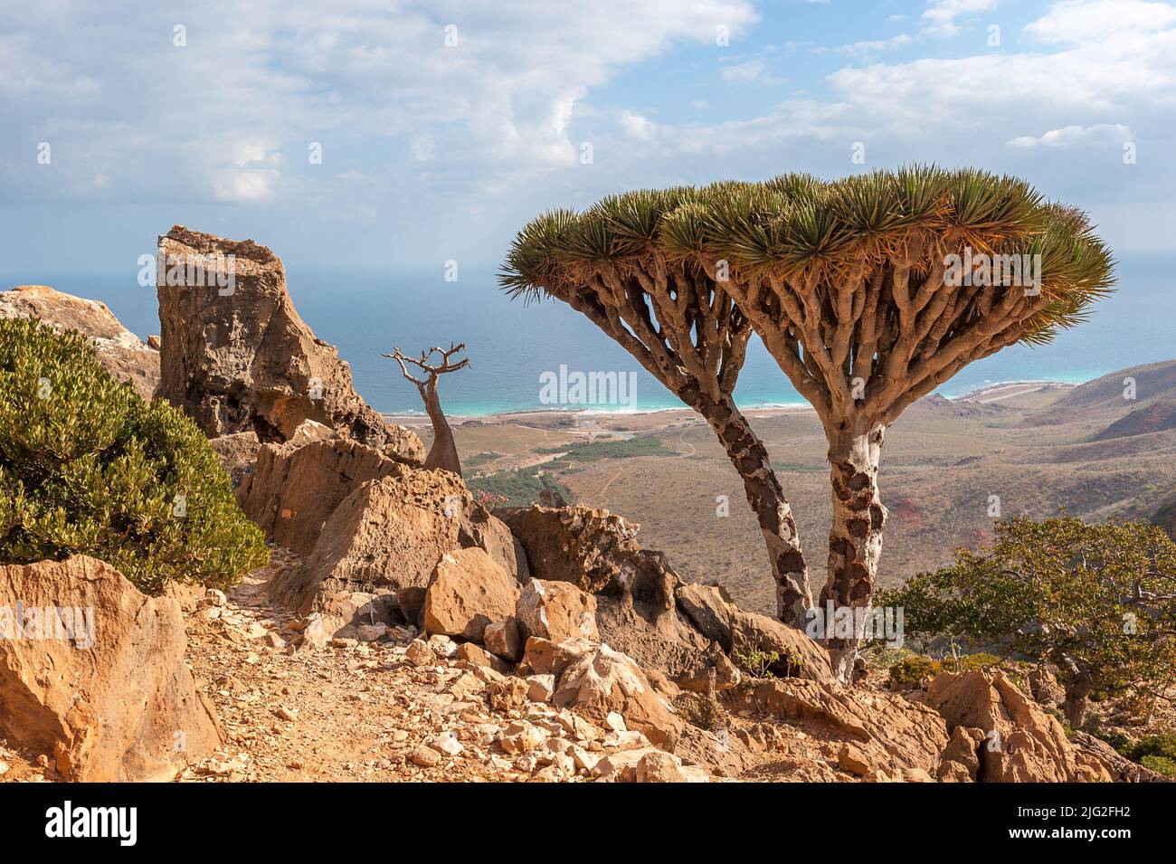 Dragon trees on Socotra Island, Yemen Stock Photo - Alamy