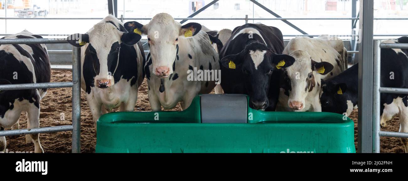 a system of tanks and containers for storing milk after cows are milked ...