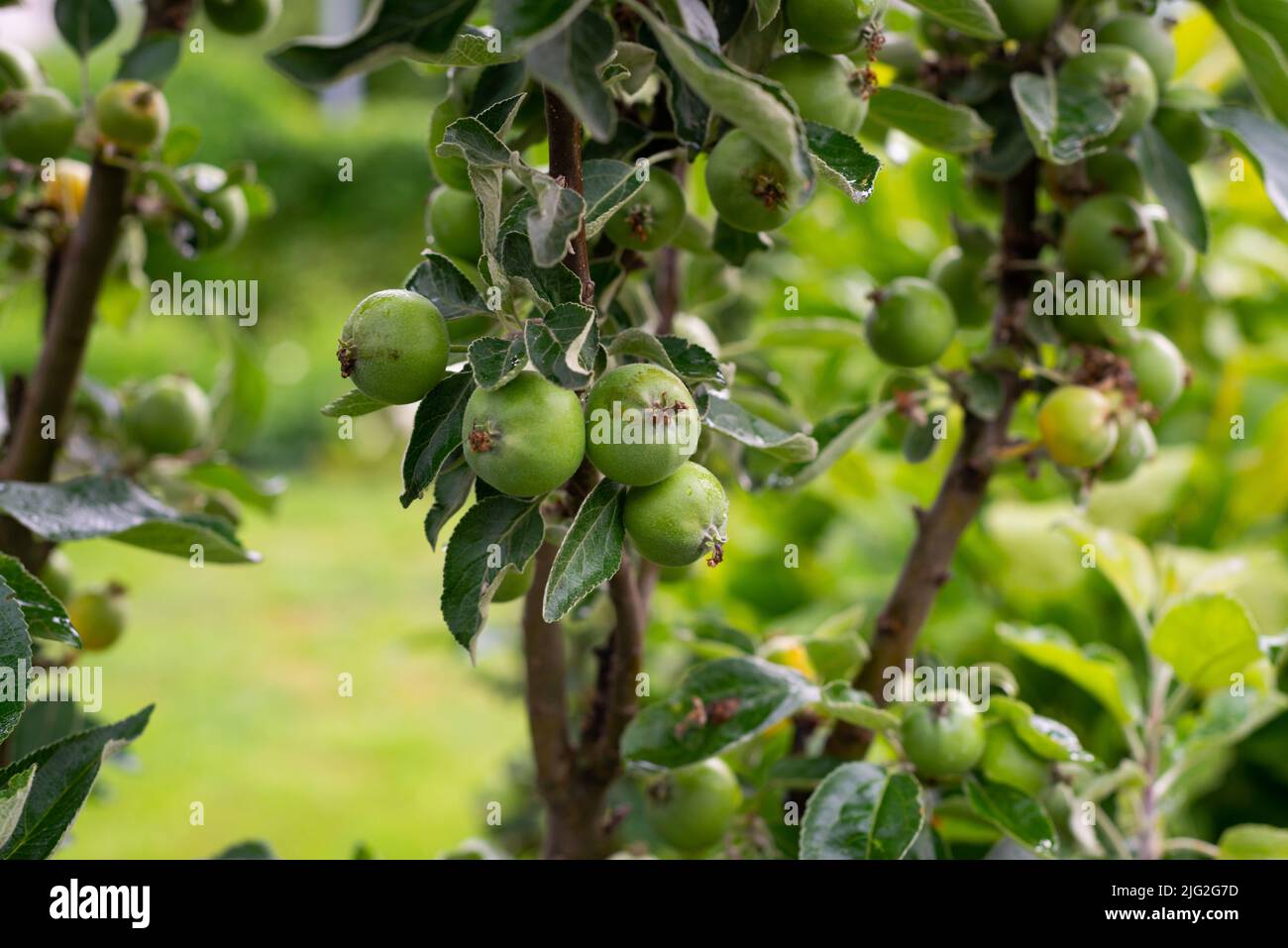 Branch with small pears growing on a tree. The fruits of the pear tree ...
