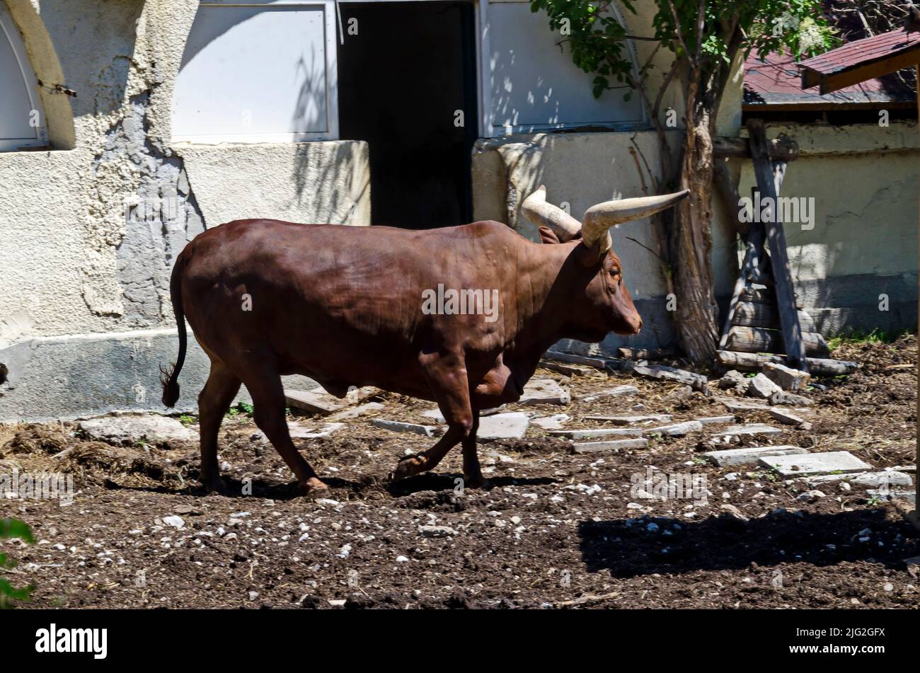 African brown bull Ankole Watusi, Bos taurus watusi or Ankole Longhorn ...