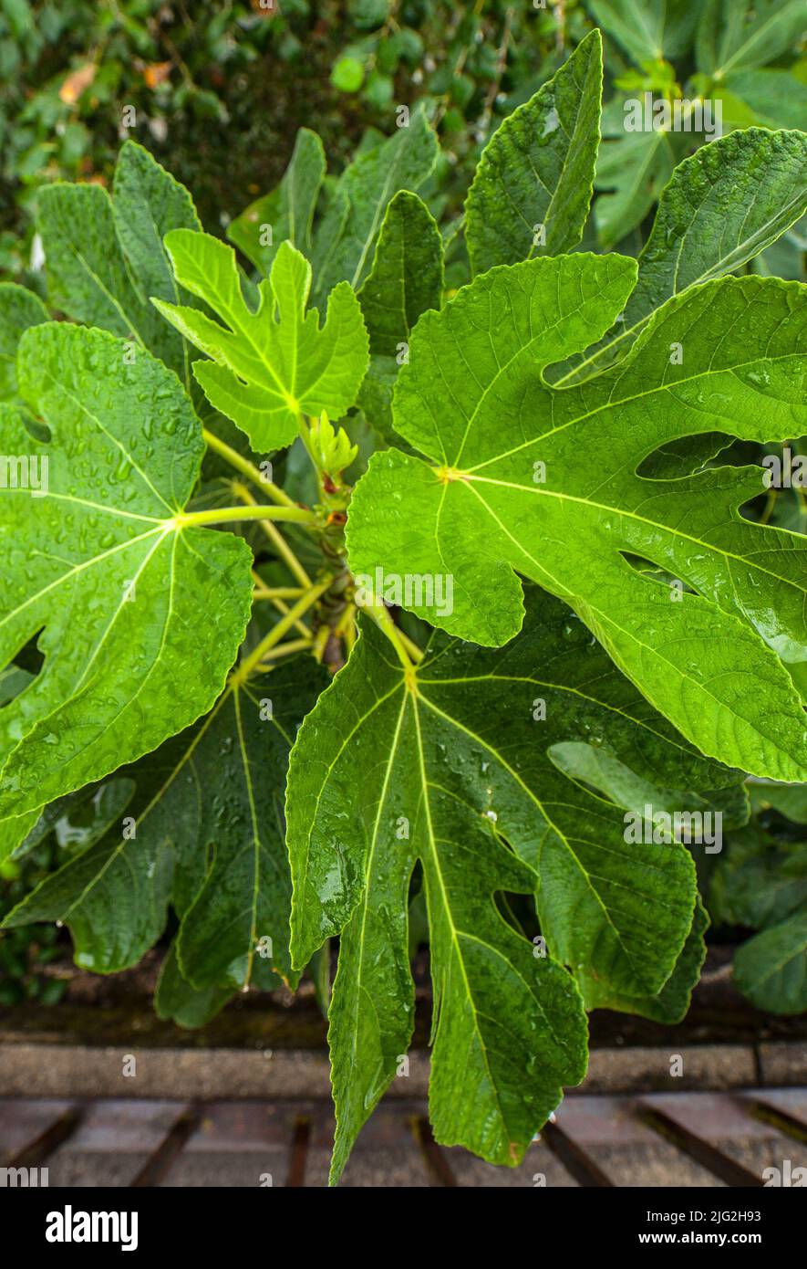 Fig tree top foliage. Overhead shot Stock Photo - Alamy
