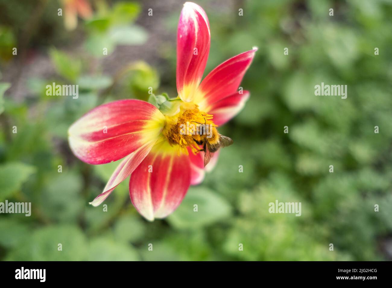 Insect edible 2020 hi-res stock photography and images - Alamy
