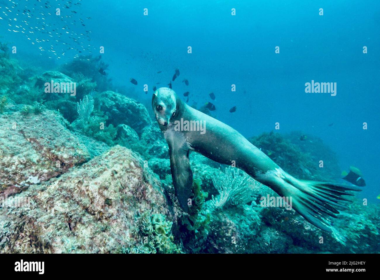 Life underwater Baja California mexico Stock Photo - Alamy