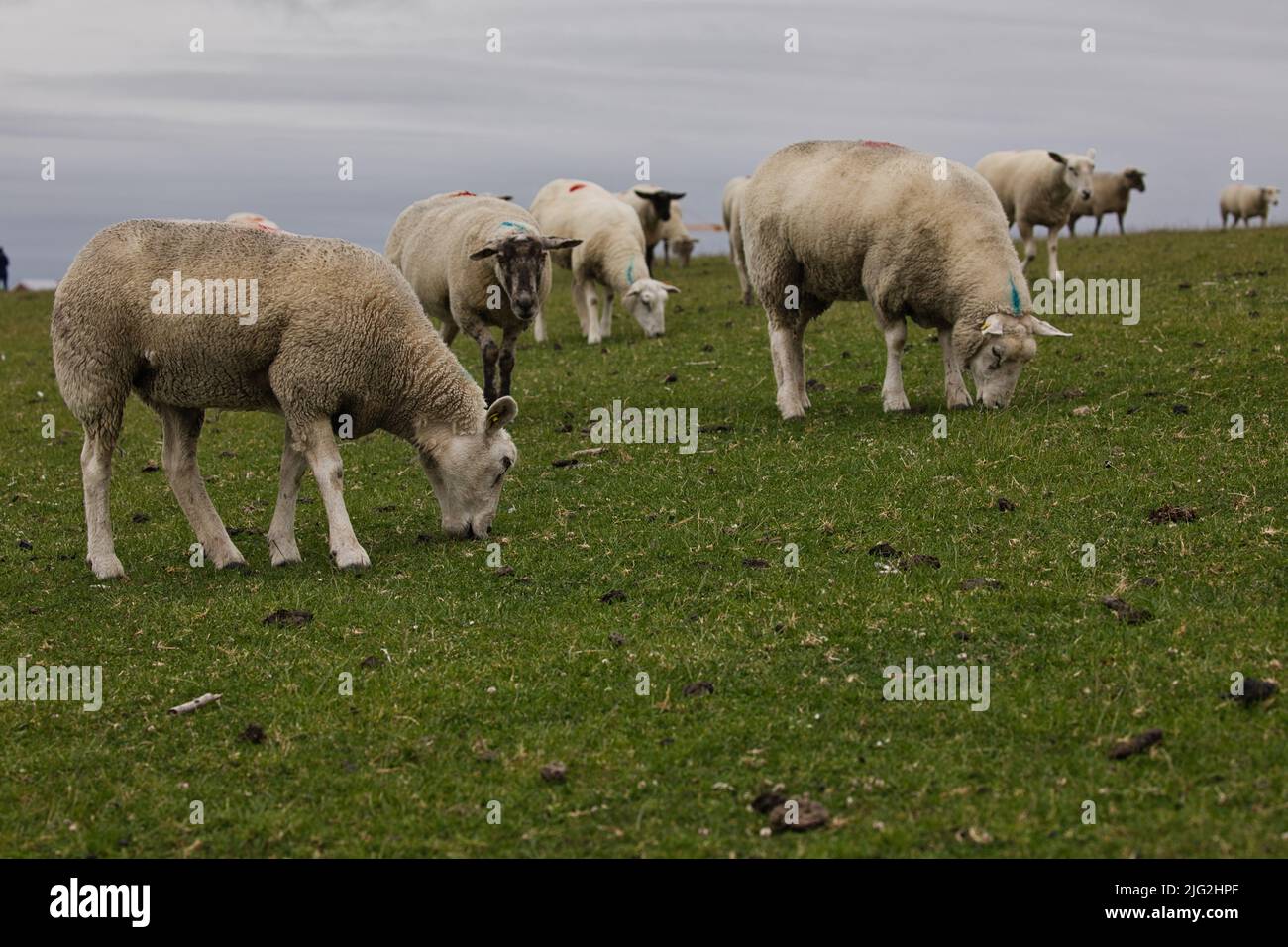 Schaf auf Pellworm Stock Photo - Alamy