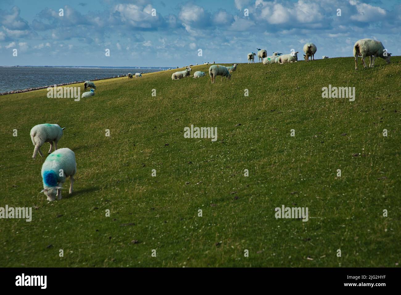 Schaf auf Pellworm Stock Photo - Alamy