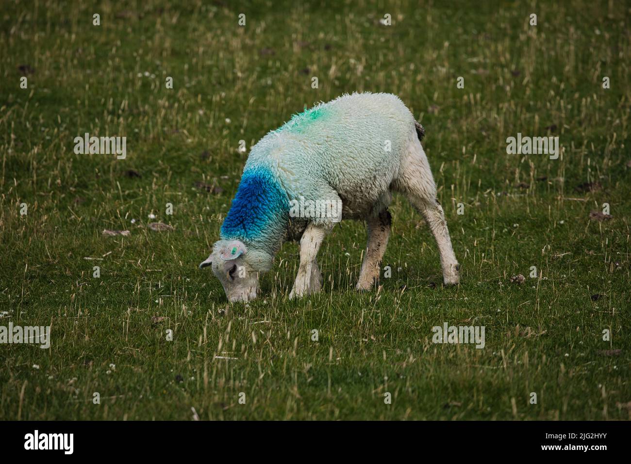 Schaf auf Pellworm Stock Photo - Alamy
