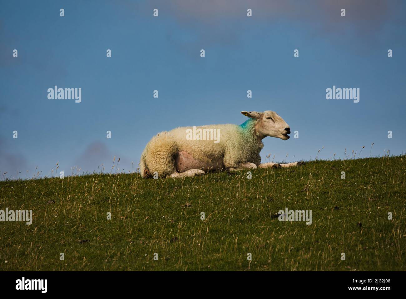 Schaf auf Pellworm Stock Photo - Alamy