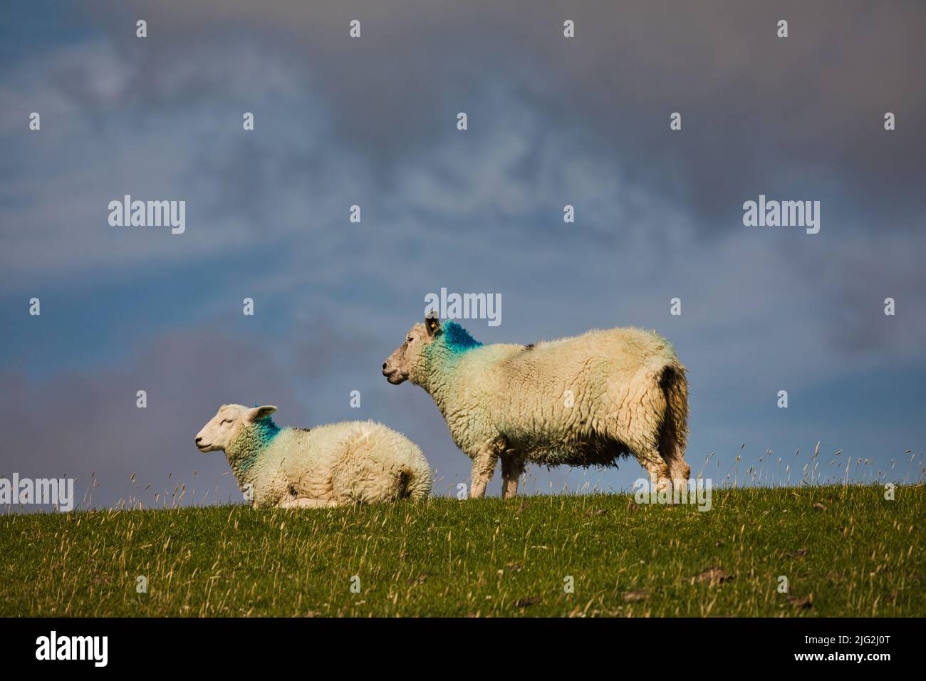 Schaf auf Pellworm Stock Photo - Alamy