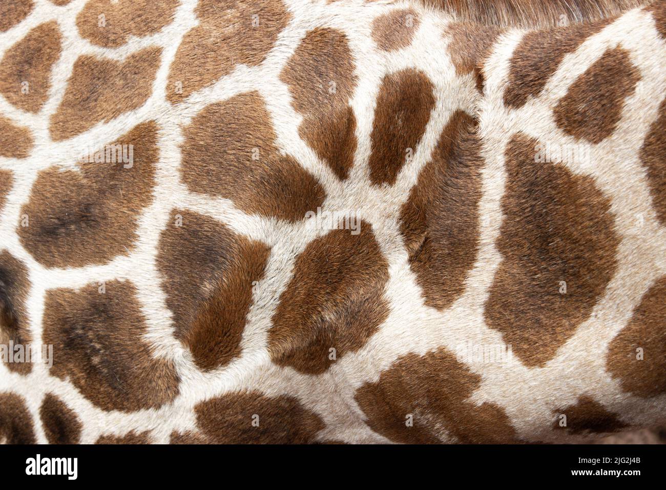 Abstract of giraffe pattern hi-res stock photography and images - Alamy
