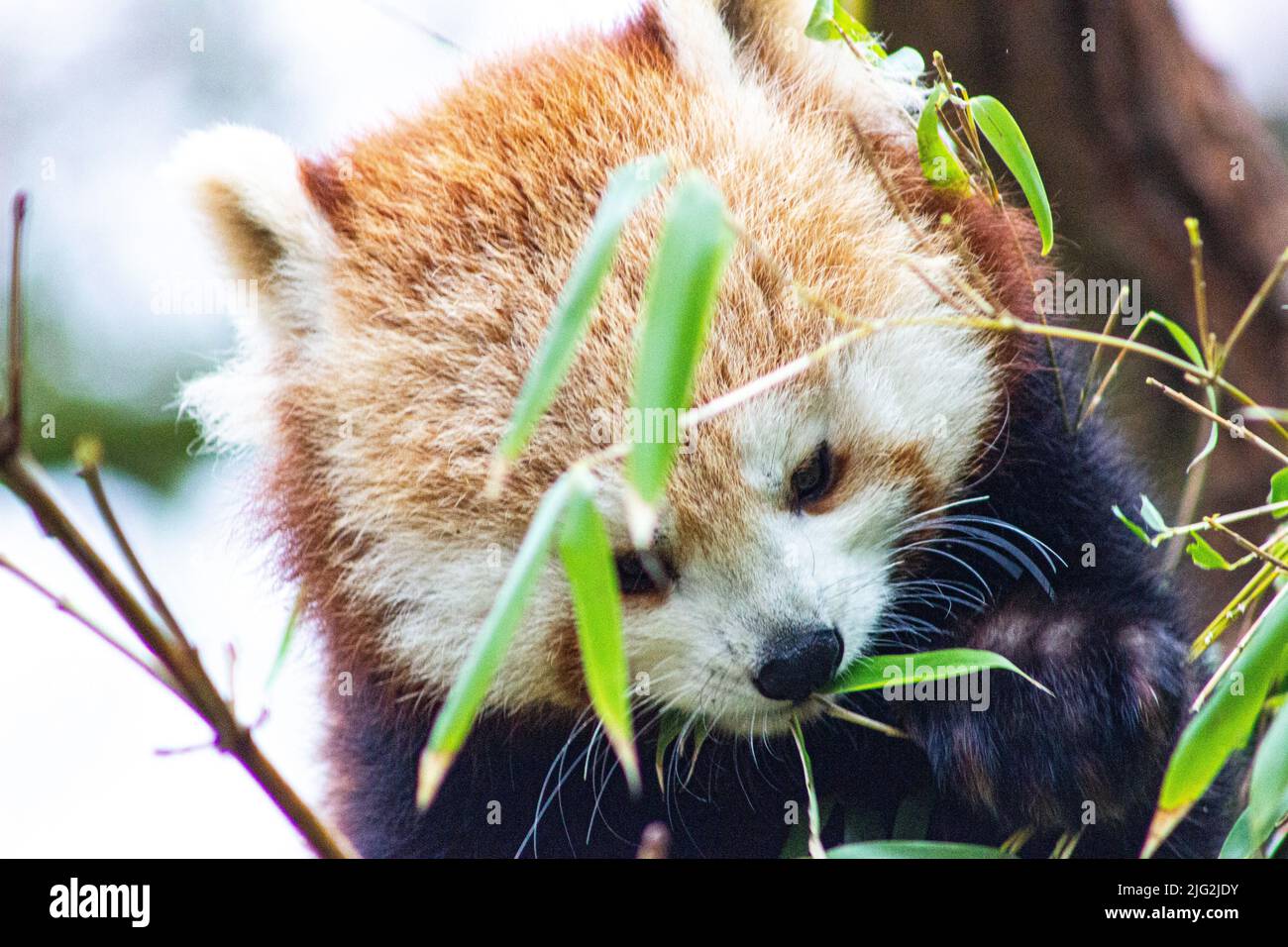 Illustration panda hi-res stock photography and images - Alamy