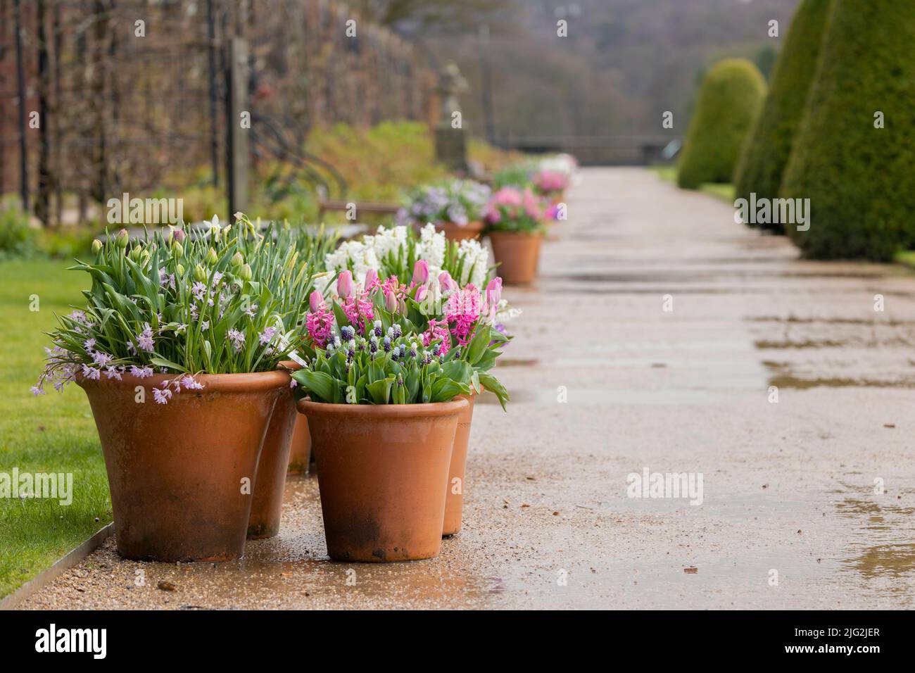 spring flowers growing in terracota plant pats selective focus isolated ...