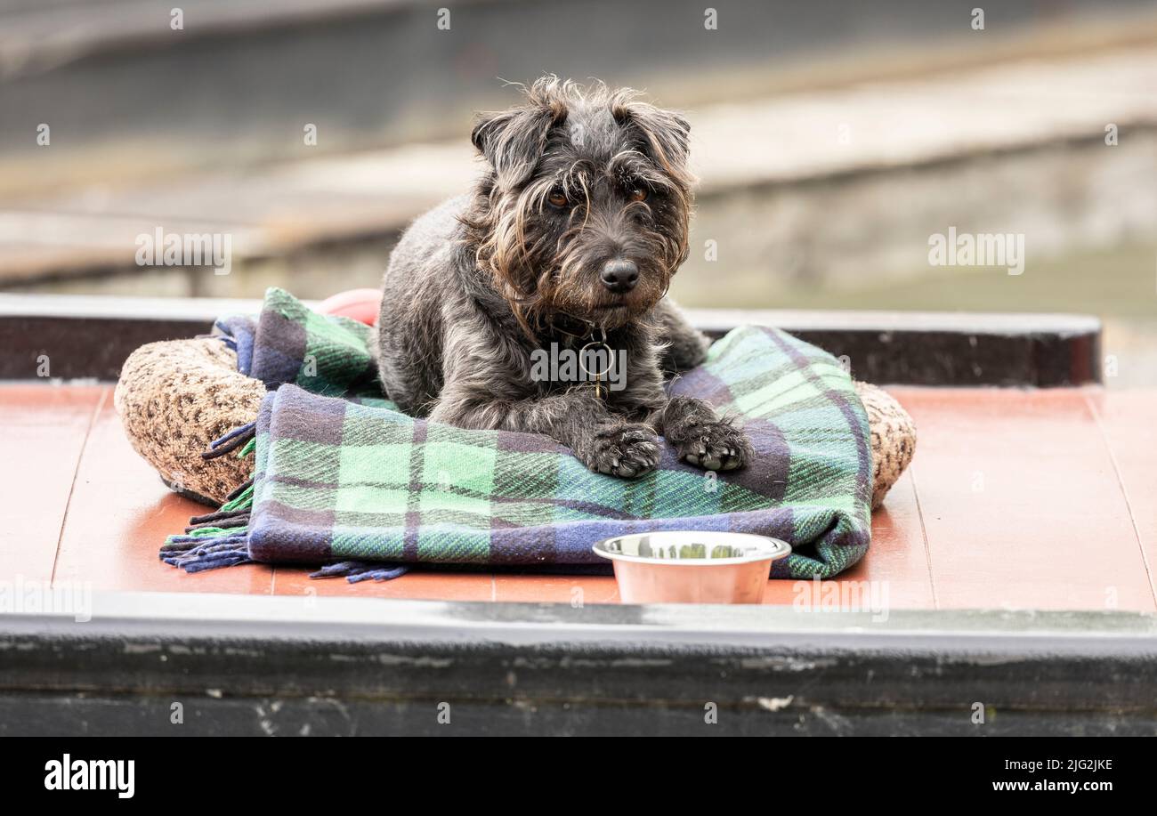 cute small terrier dog laying on a blanket looking at the camera eye ...