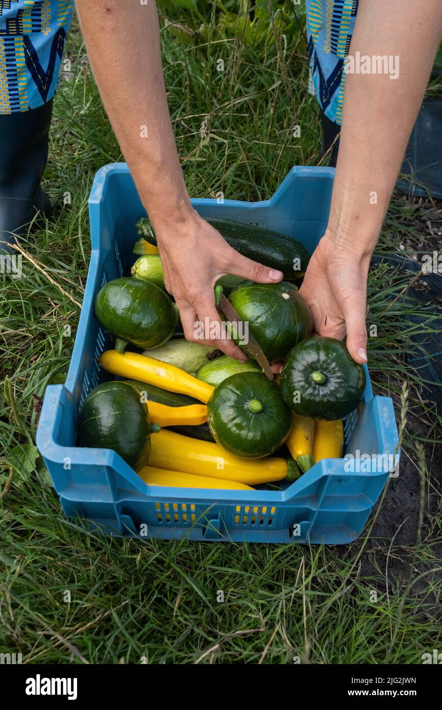 Courgettes jardin hi-res stock photography and images - Alamy