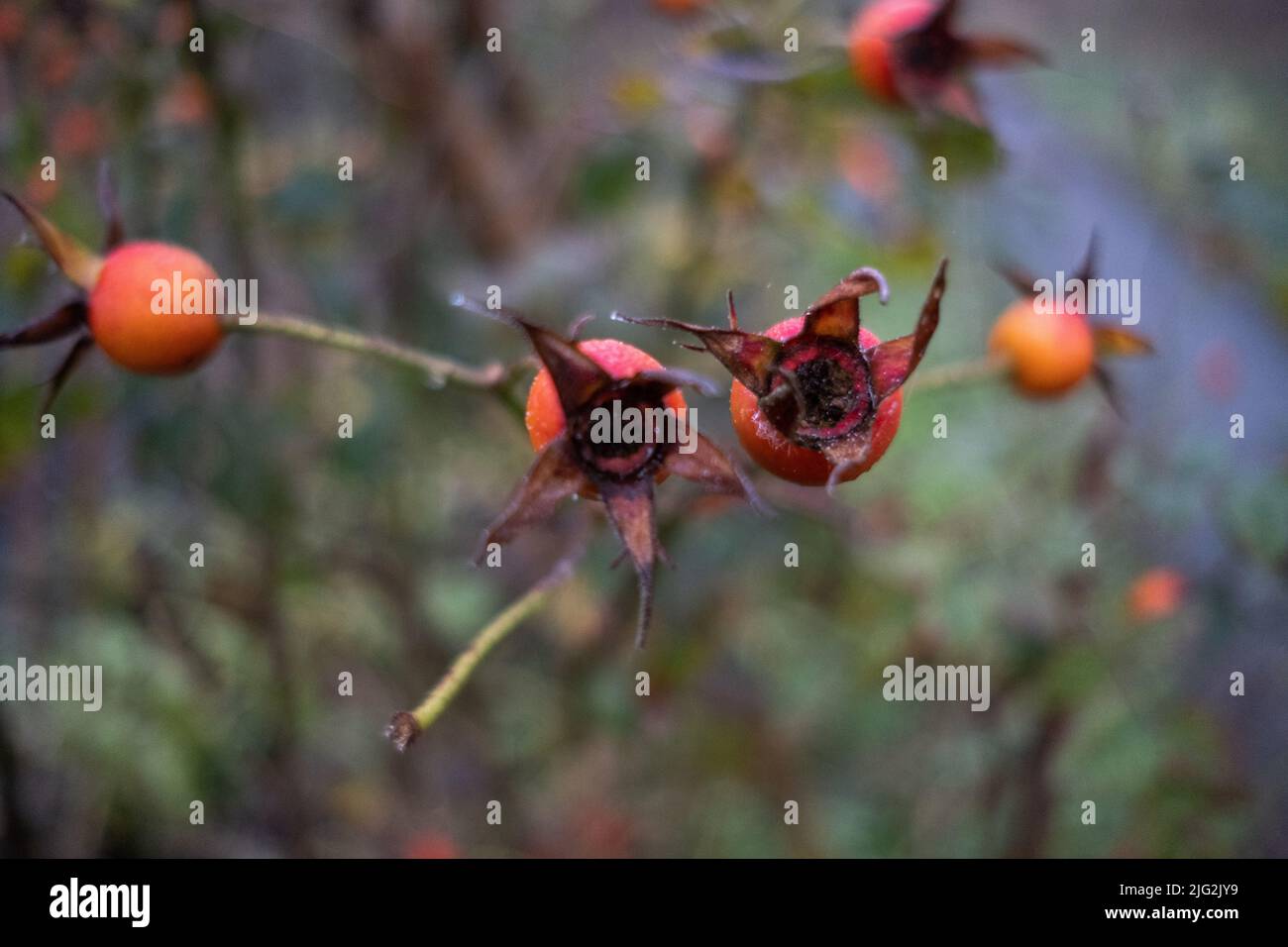 Parc comestible hi-res stock photography and images - Alamy