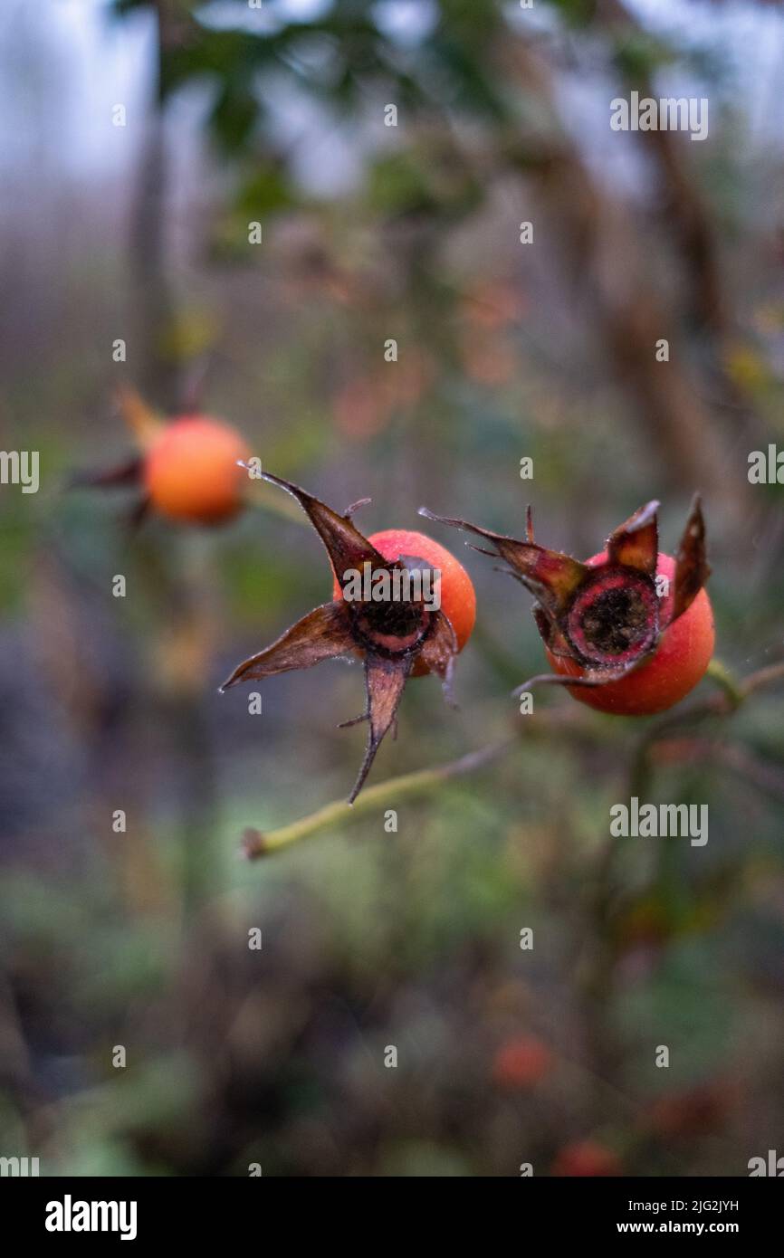Jardinage comestible hi-res stock photography and images - Alamy