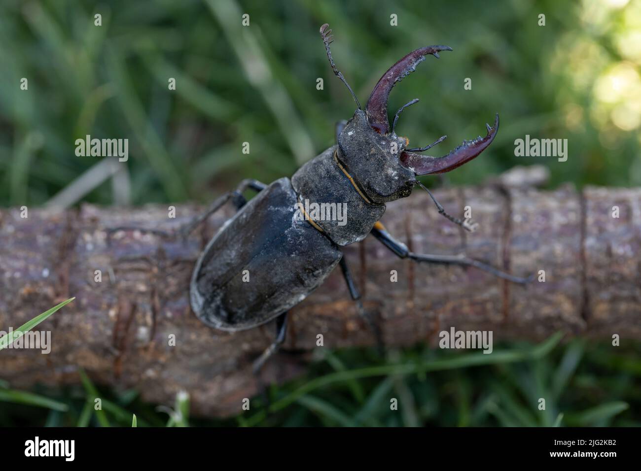 Outdoor Macro Of An Dirty Stag-Beetle On Wood Stick Stock Photo - Alamy