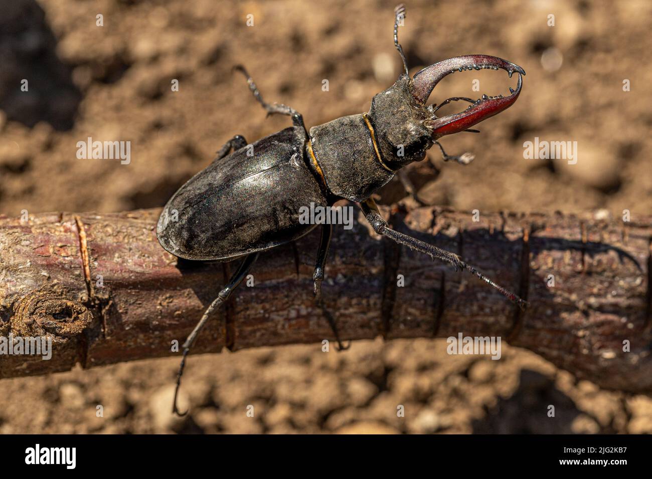 Outdoor Macro Of An Dirty Stag-Beetle On Wood Stick Stock Photo - Alamy