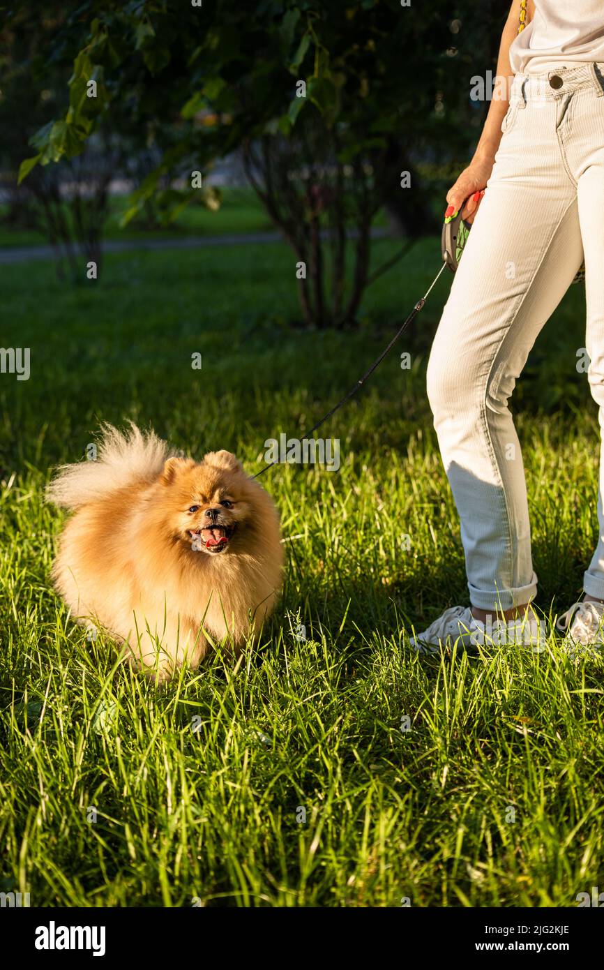 Spitz dog hi-res stock photography and images - Alamy