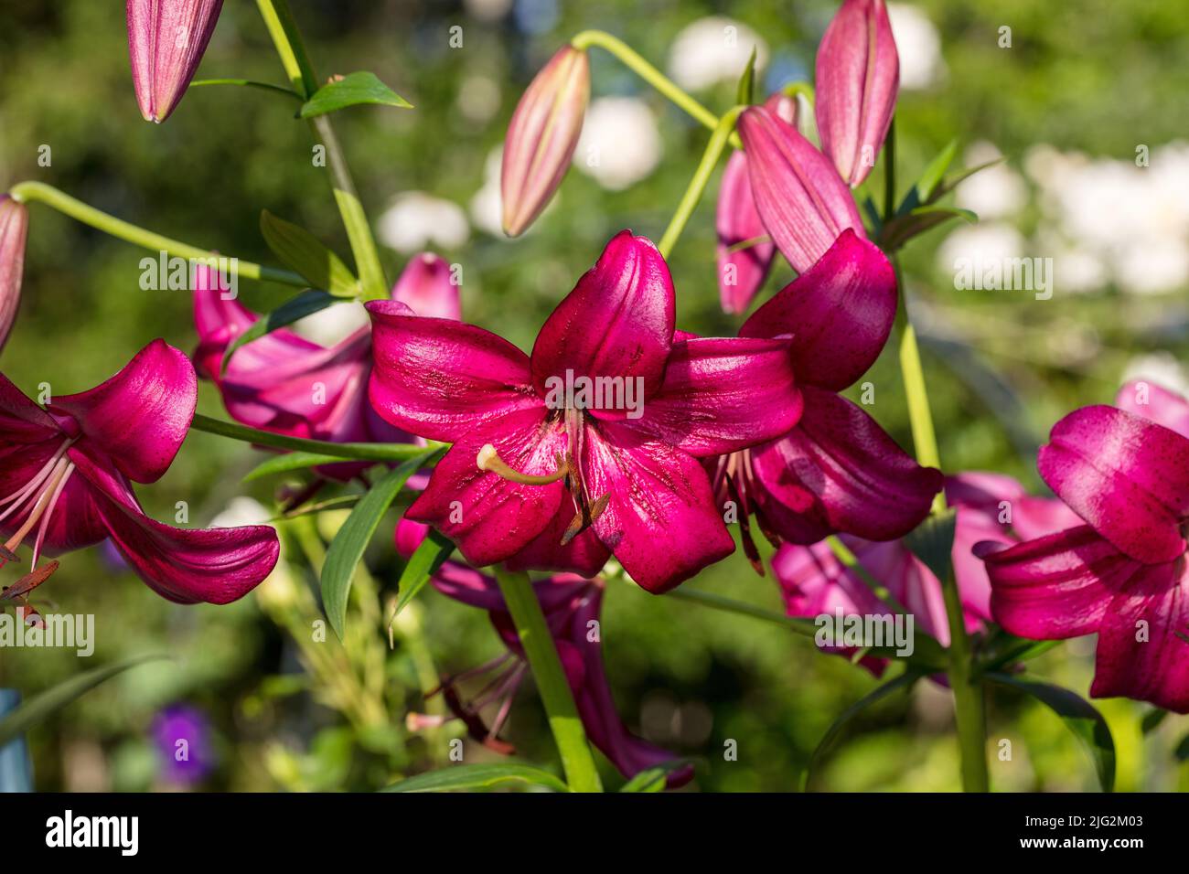 'Purple Marble' Lily, Lilja (Lilium longiflorum hybrid Stock Photo - Alamy