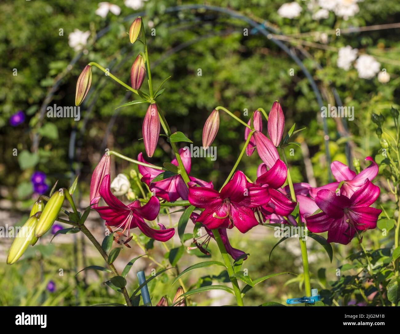 'Purple Marble' Trumpet Lily, Trädlilja (Lilium regale Stock Photo - Alamy