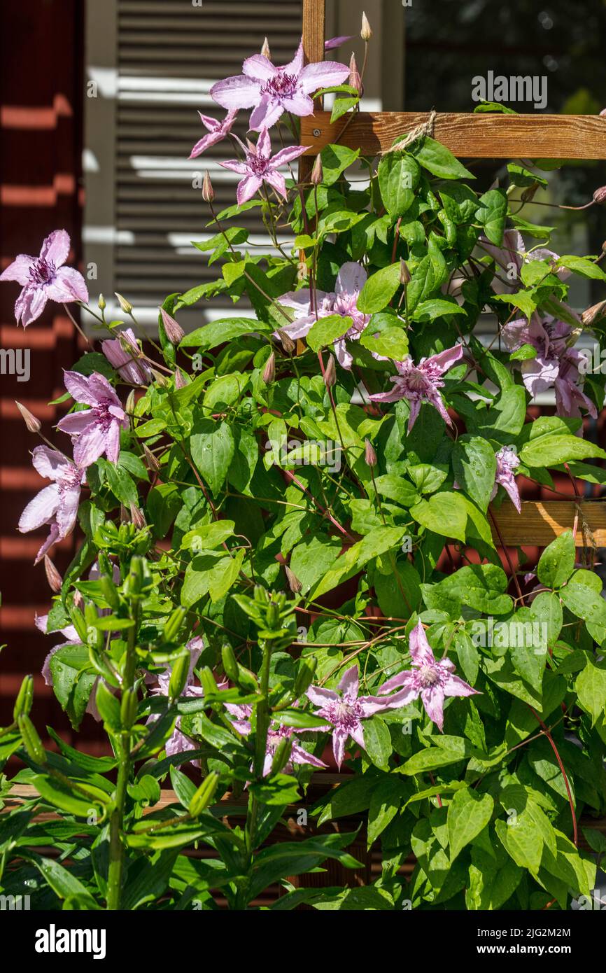 'Multi Pink' Early Large-flowered group, Klematis (Clematis hybrid ...