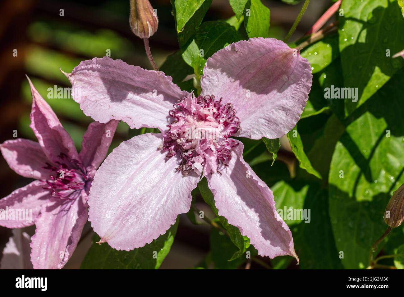 'Multi Pink' Early Large-flowered group, Klematis (Clematis hybrid ...