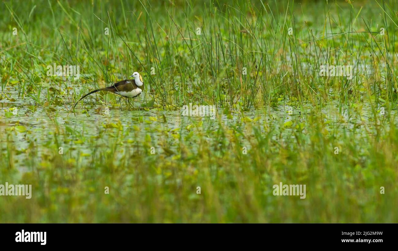 pheasant tailed jacana or Hydrophasianus chirurgus in natural green ...