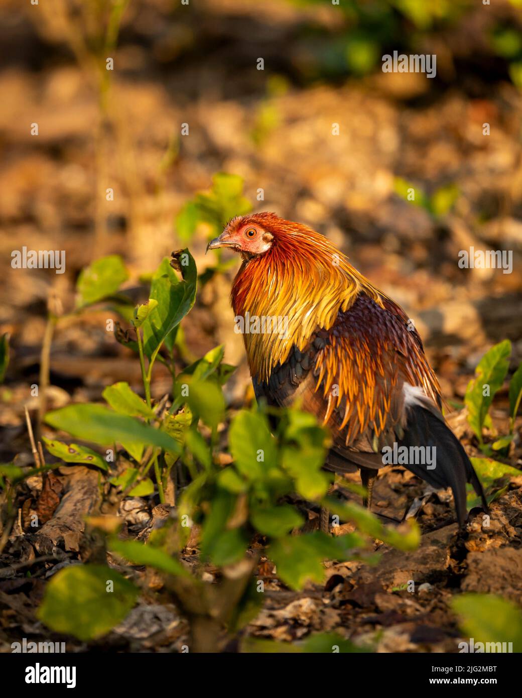 Jungle fowl in pench national park hi-res stock photography and images ...