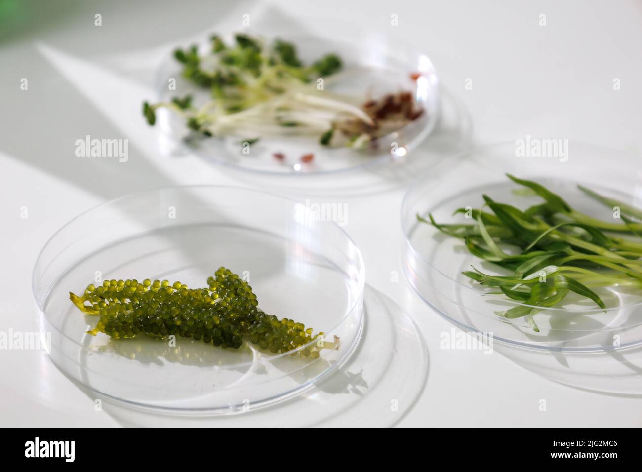 Algae biofuel plant hi-res stock photography and images - Alamy