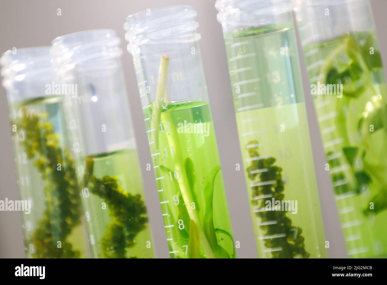 research and Biotech science Scientists are developing research on ...