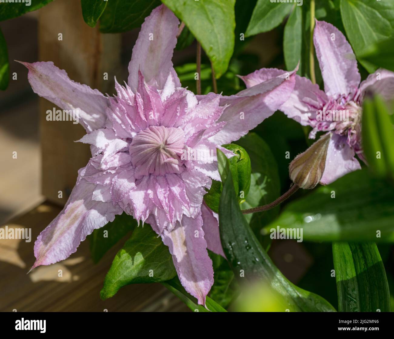 'Multi Pink' Early Large-flowered group, Klematis (Clematis hybrid ...