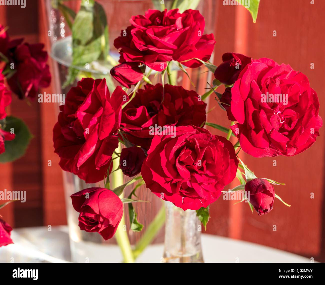 'Hope for Humanity' Shrub Rose, Buskros (Rosa Stock Photo - Alamy