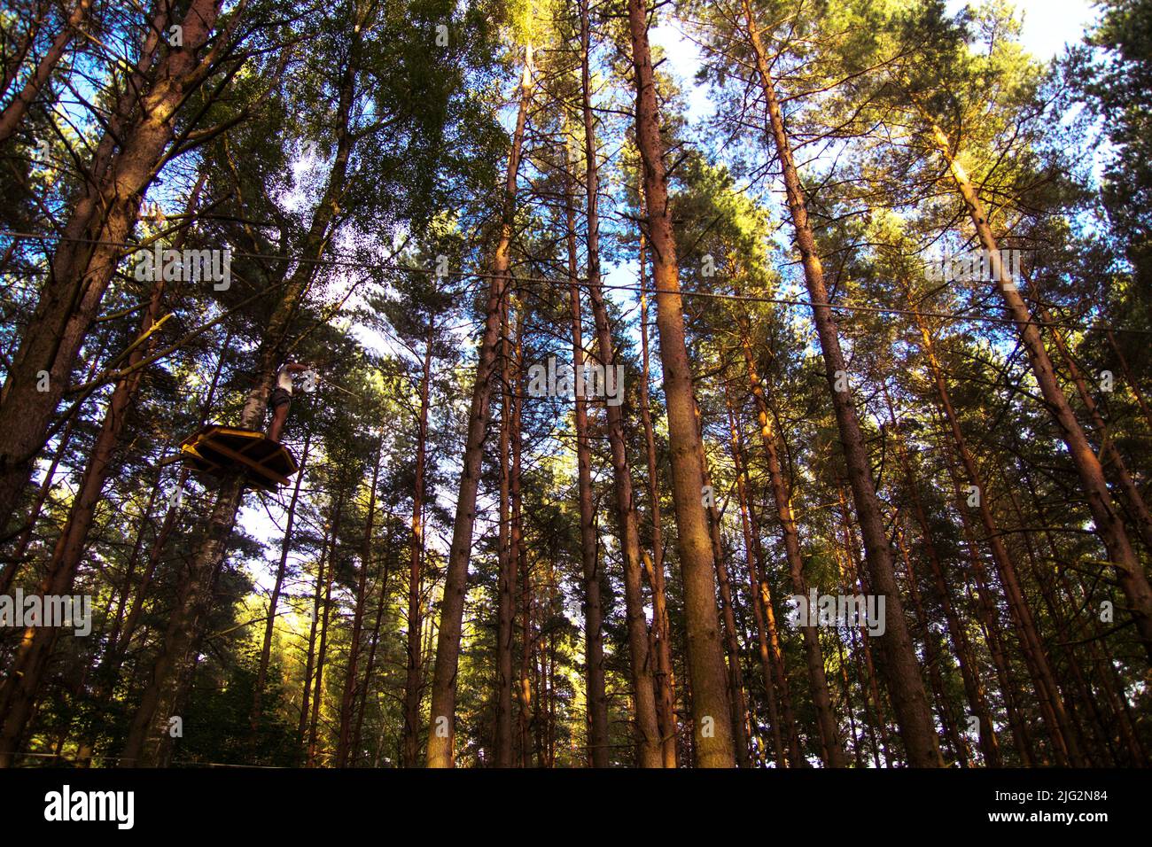Tops big pine trees hi-res stock photography and images - Alamy