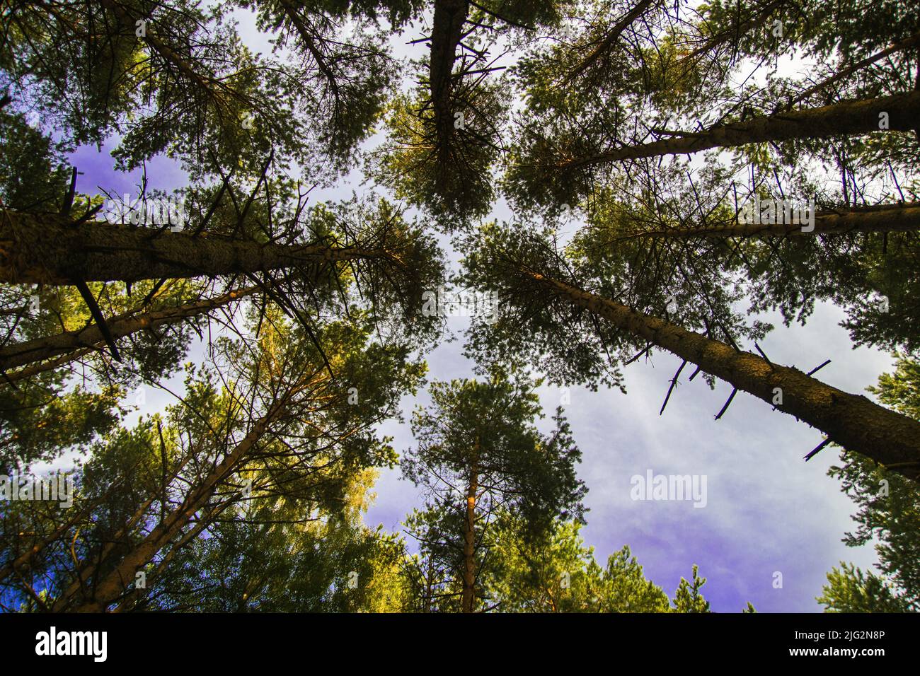 Tops big pine trees hi-res stock photography and images - Alamy