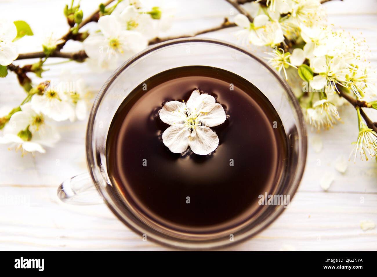Coffee plant with blossom hi-res stock photography and images - Alamy