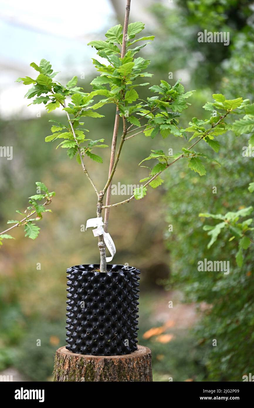An Oak sapling at the Botanic Gardens at Middleton Hall, Llanarthne ...