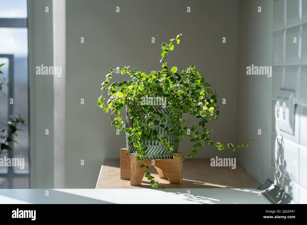 Creeping Ficus Pumila plant in ceramic planter at home. Sunlight Stock ...