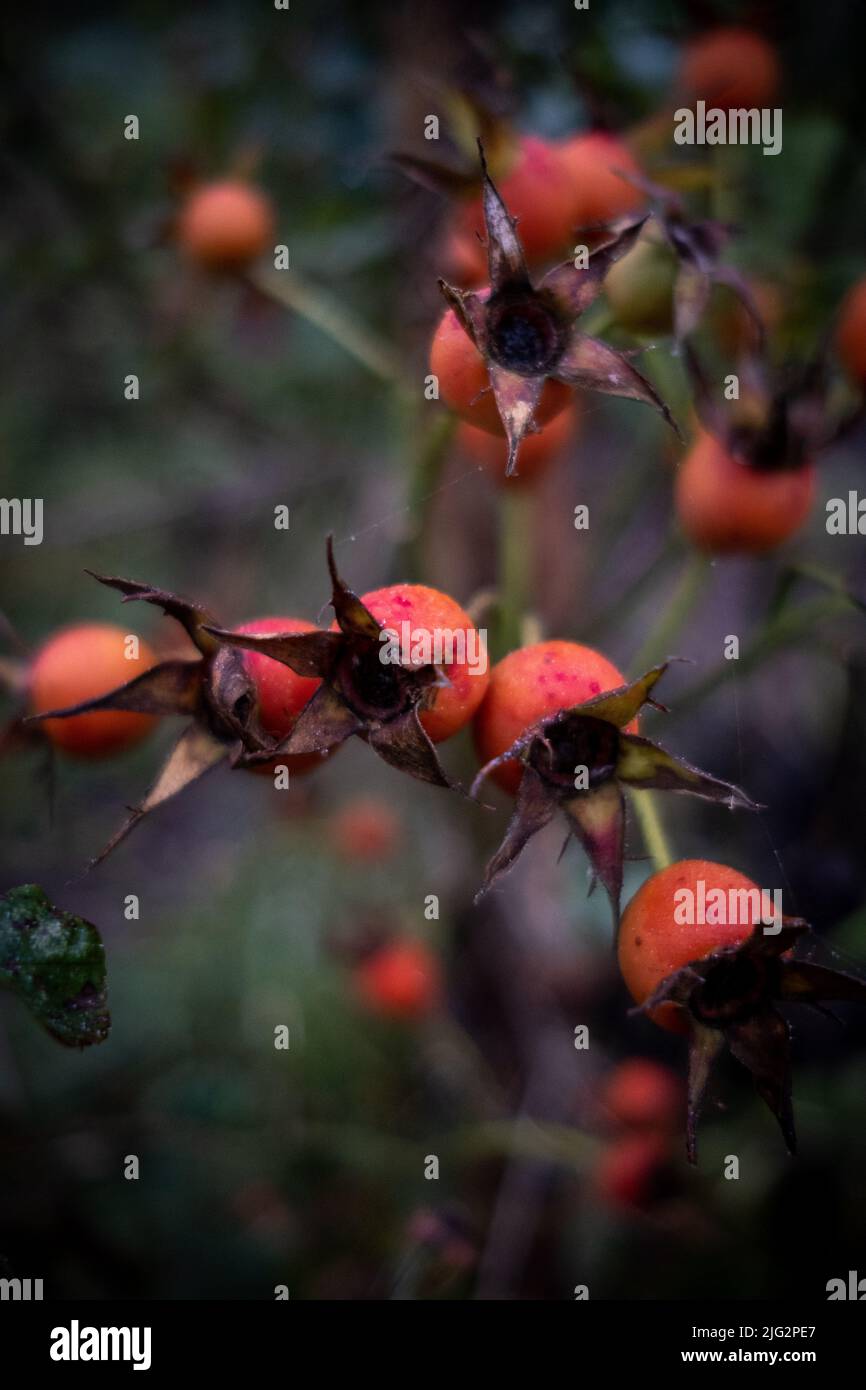 Plantes a fleur hi-res stock photography and images - Alamy