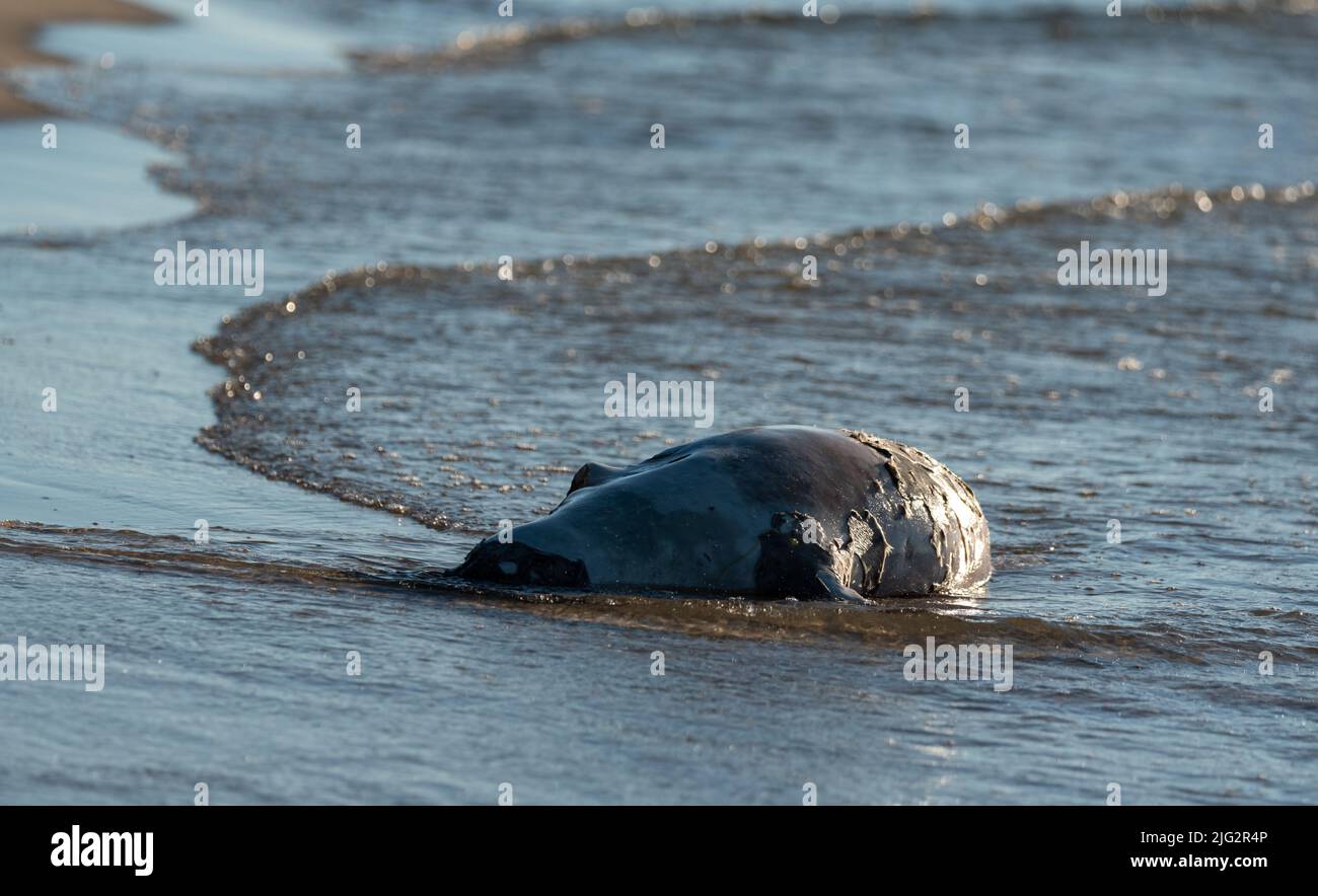 Dead seal on the beach. A dead animal taken to the beach by the waves ...