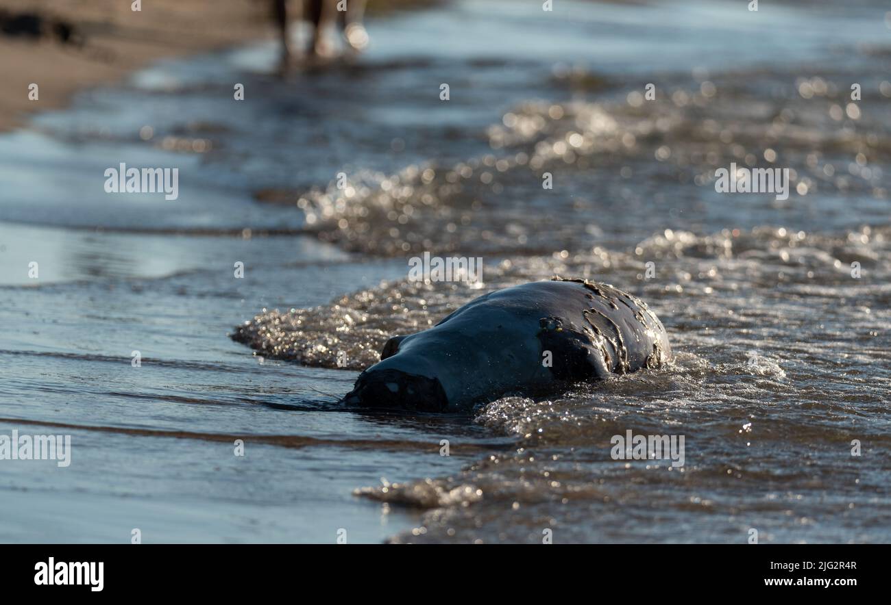 Dead seal on the beach. A dead animal taken to the beach by the waves ...
