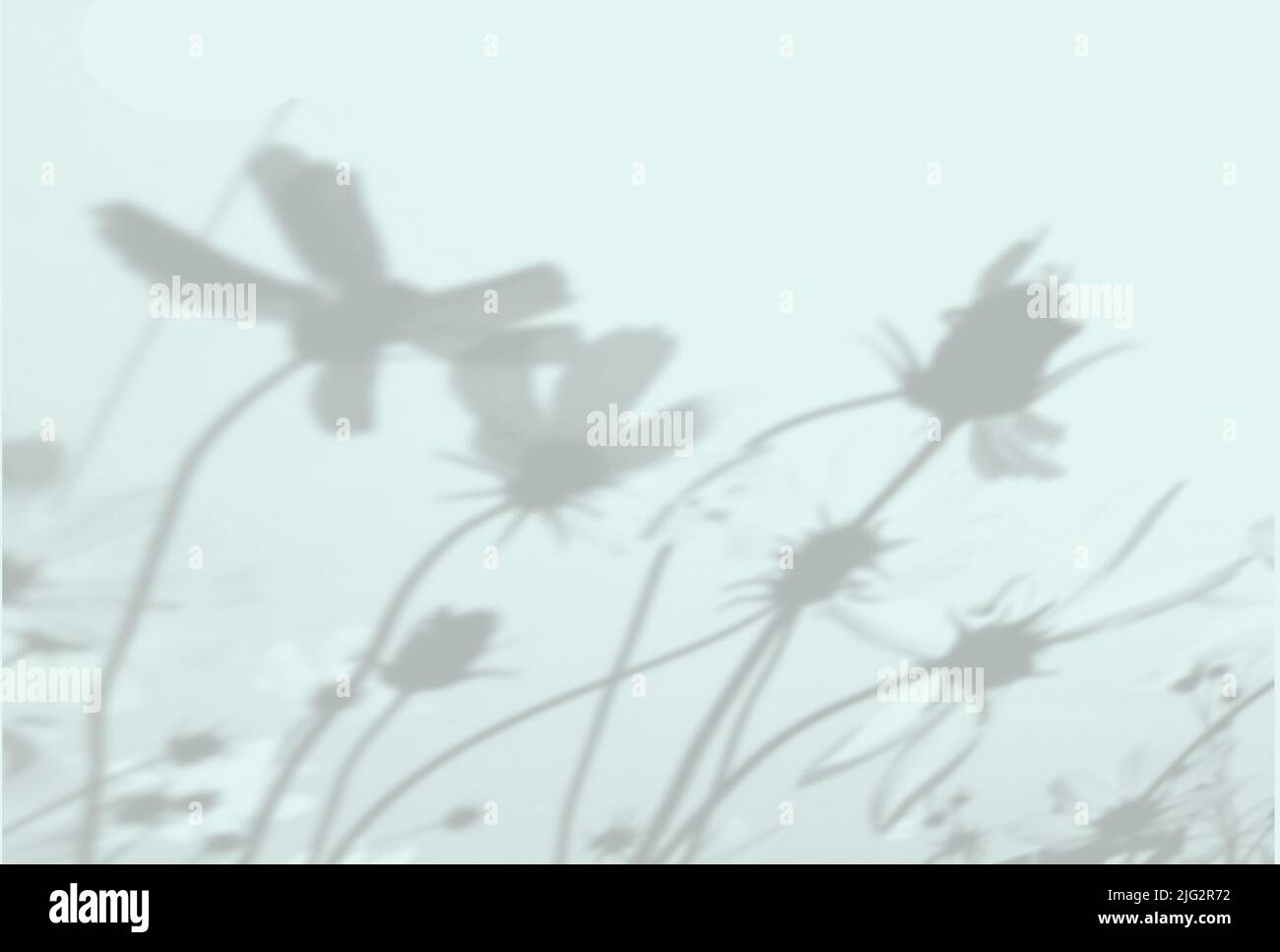 Natural light casts shadows from flowers Cosmea. Top view of the shadow ...