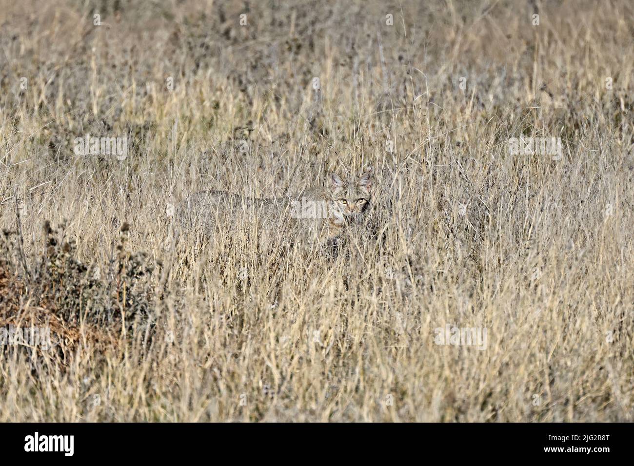 Kalahari wild cat hi-res stock photography and images - Alamy