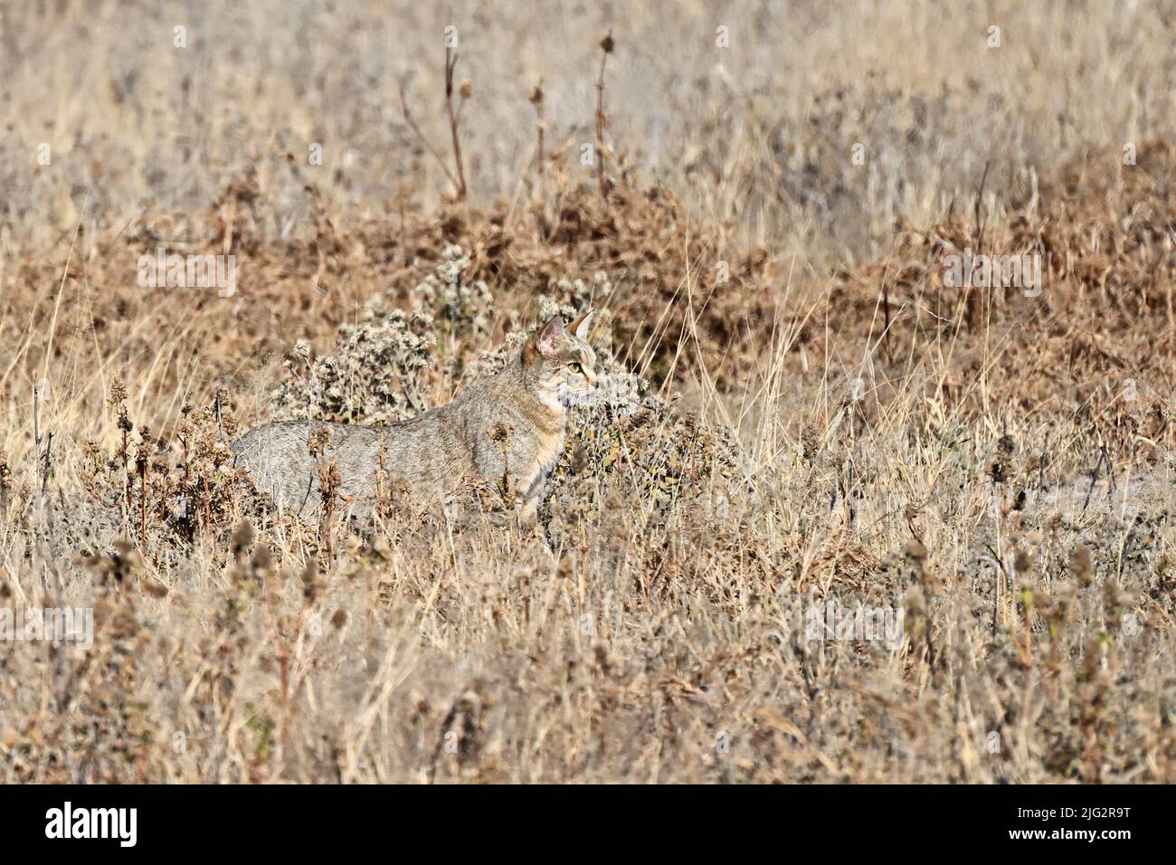Kalahari wild cat hi-res stock photography and images - Alamy