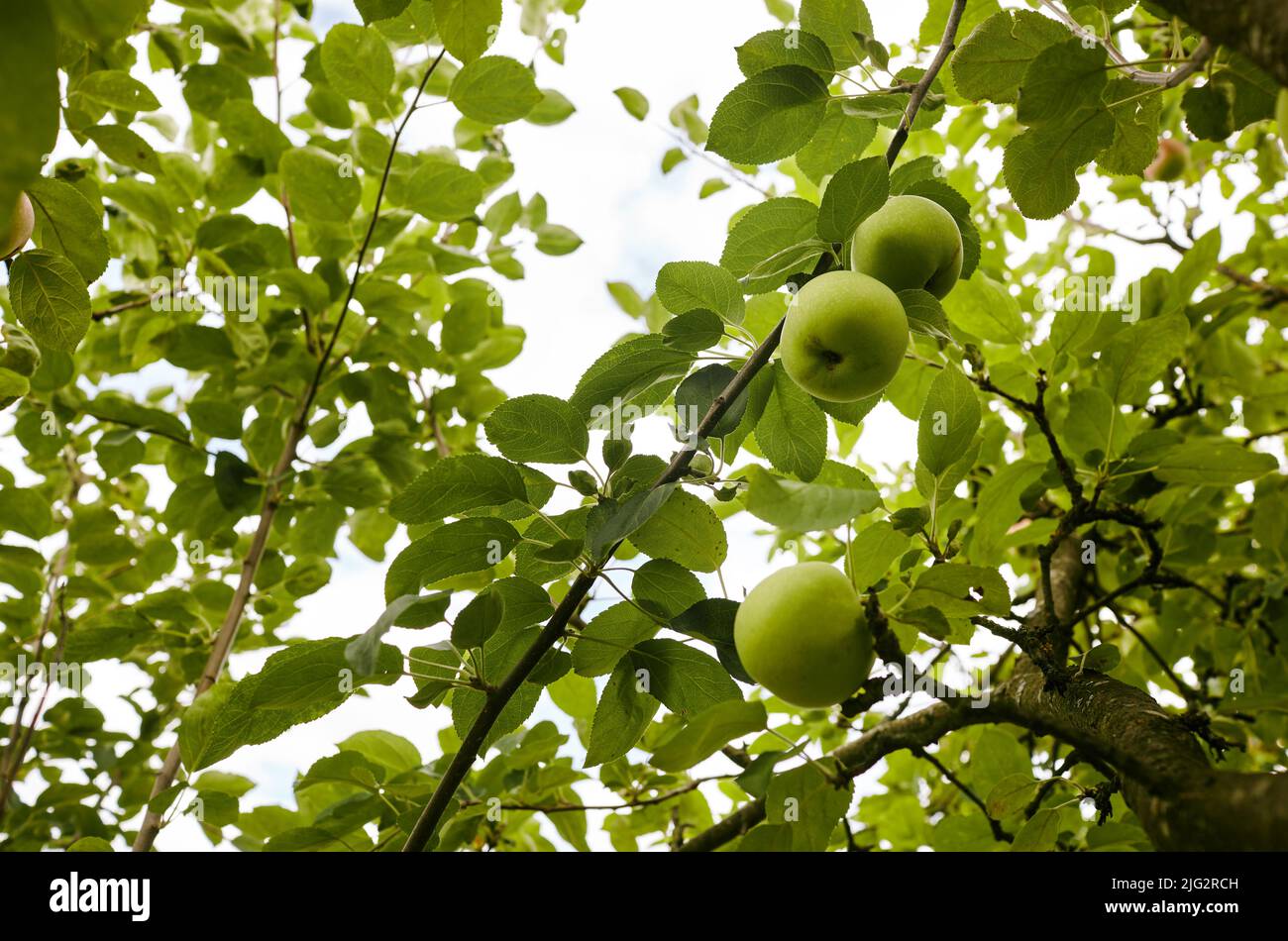 Ripe apples on a tree in a garden. Organic apples hanging from a tree ...