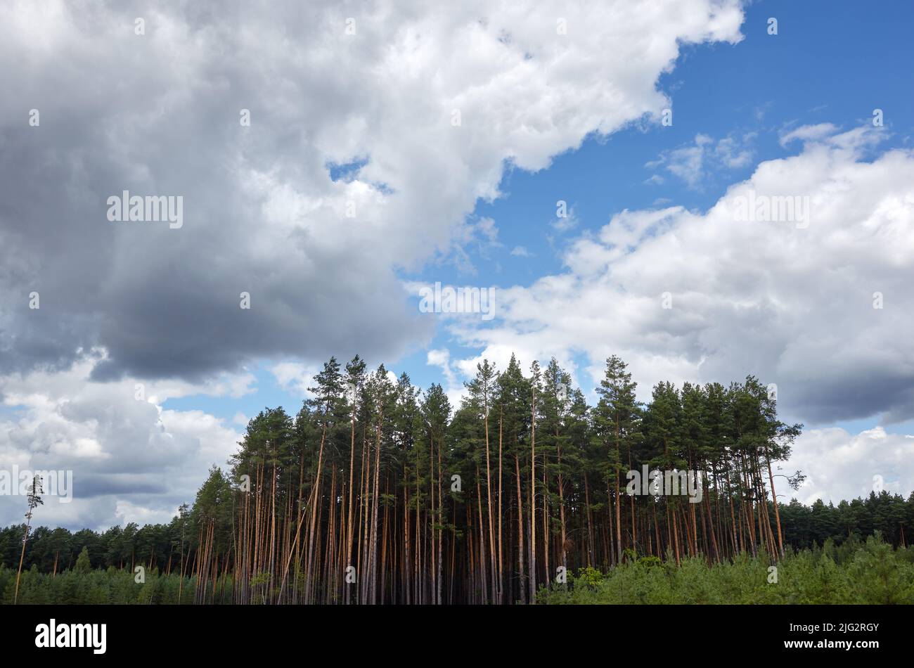 Dense pine forest against the sky and meadows. Beautiful landscape of a row of trees and blue ...