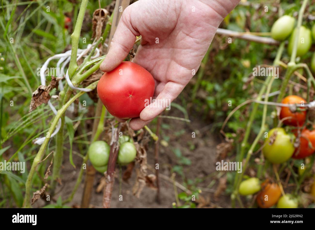 Women's hands harvesting fresh organic tomatoes in home garden on a ...