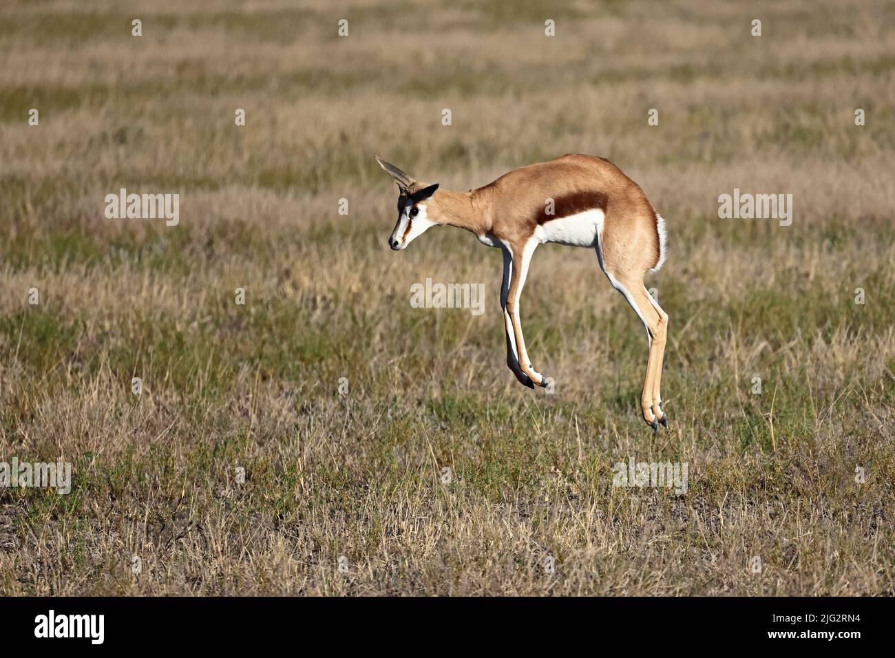 Springbok running or pronking in the Kalahari Botswana Stock Photo - Alamy
