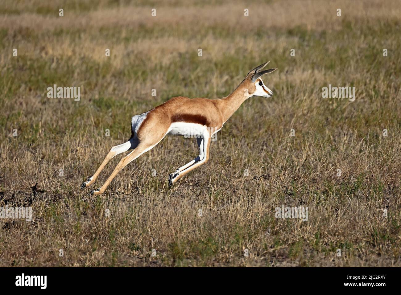 Springbok running or pronking in the Kalahari Botswana Stock Photo - Alamy